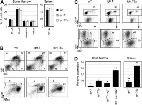 Normal B Cell Development In Young Igh T And Igh Te ␮ Mice A