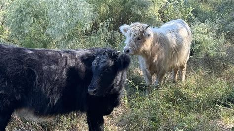 Texas Livestock And Bottle Calves I Have Several Angus Highland Cross
