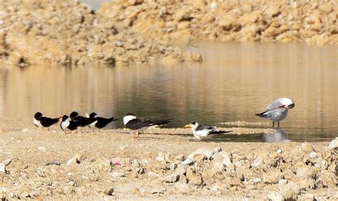 Ebird Checklist 2 Jul 2023 Pope Paul Ii Blvd 16 Species 1 Other Taxa