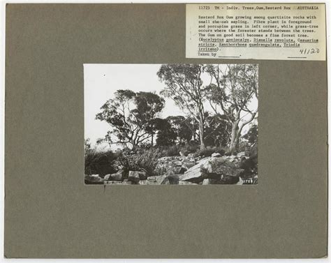 Tree Identification Eucalyptus National Forest Service Photograph