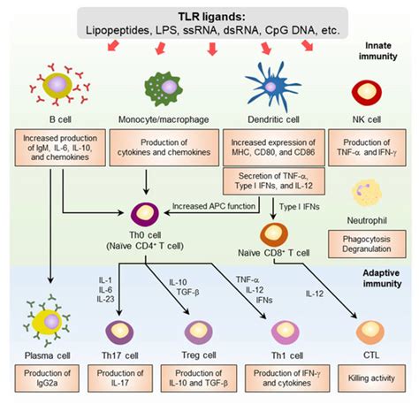 Pharmaceutics Special Issue Design And Evaluation Of Molecular