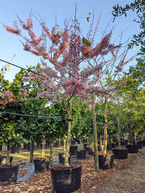 Cassia Bakeriana Tree Pink Cassia For Sale Florida Treeworld Wholesale