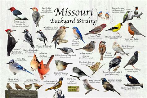 Missouri Bird Identification