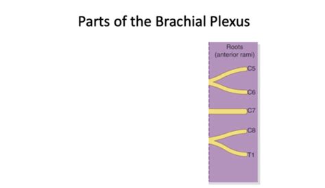 Brachial Plexus Flashcards Quizlet