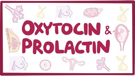 Oxytocin And Prolactin Osmosis Video Library