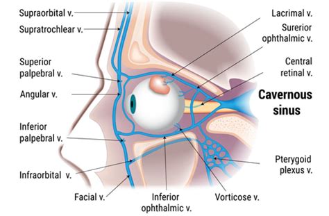 Cavernous Sinus Cranial Nerves Flashcards Quizlet