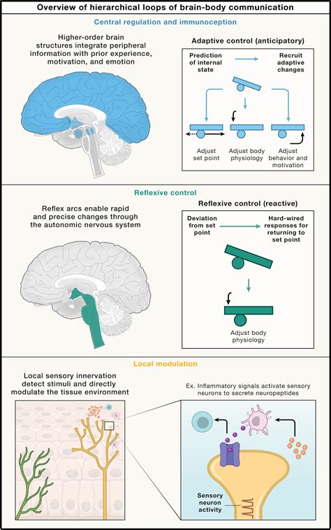Brain Physiology And Behavior