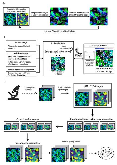 Whole Cell Segmentation Of Tissue Images With Human Level Performance Using Large Scale Data