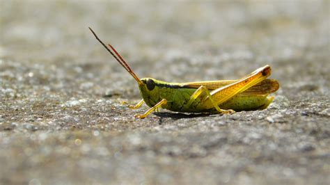 Grasshopper Bug Poisonous Green Free Photo On Pixabay Pixabay
