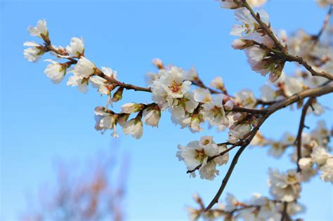 აყვავებული ნუშის ტოტები ვან გოგის ნახატს გაგახსენებთ🤍 საინტერესო ფაქტია ხე მცენარეები ხშირად