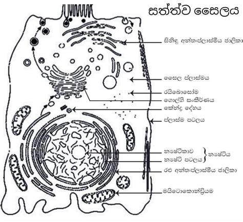 10 ශ්‍රේණිය විද්‍යාව ශාක සහ Tangalle Balika Vidyalaya Facebook
