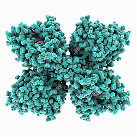 Tyrosine Hydroxylase Molecule Photograph By Laguna Design Fine Art