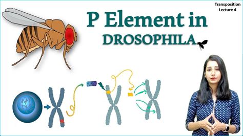 P Element In Drosophila Ii Hybrid Dysgenesis In Drosophila I