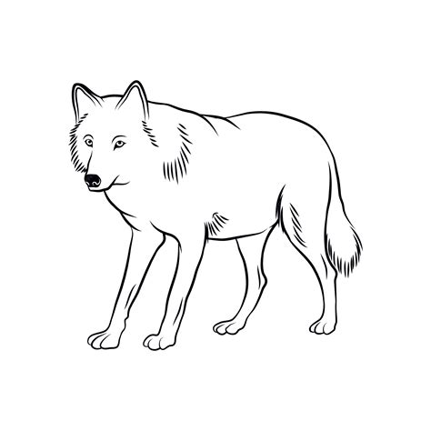 Wolf Drawing Outline Easy