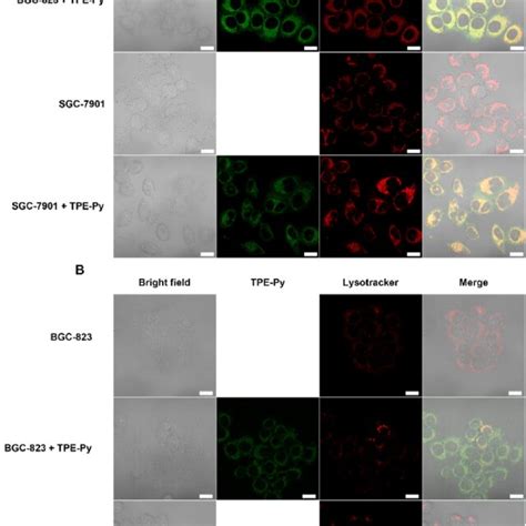 Confocal Microscopic Analysis Of Cellular Colocalization A Download Scientific Diagram