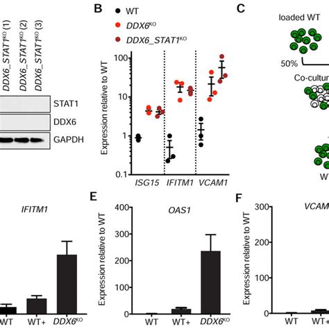Isg Activation Occurs Independently Of Stat1 And Is Cell Intrinsic A
