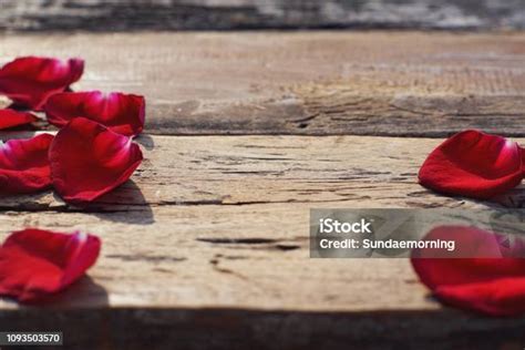 텍스트 아침 햇살 복사 공간에 대 한 빈 공간을 가진 우아한 빨간 장미 꽃잎 장식 장식 나무 배경 텍스처 0명에 대한 스톡 사진 및 기타 이미지 Istock