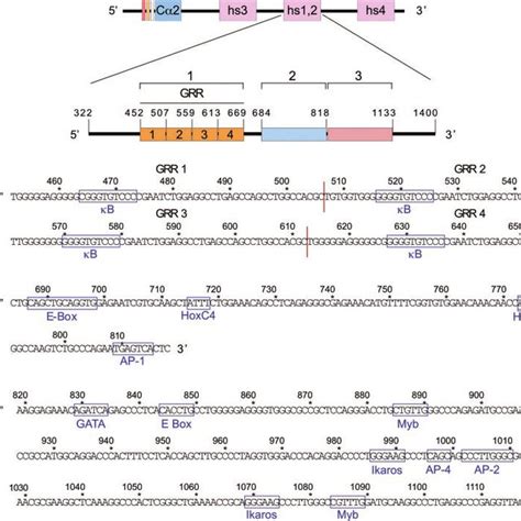 Identification Of Putative Cis Binding Sites Within The Hs12 And Download Scientific Diagram