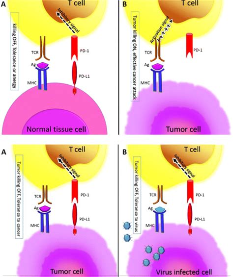 Upper Panel Pd 1 And Pd L Ligation Between Normal Tissue Cells And