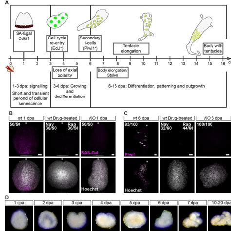 Transient Senescence 1 Dpa Is Required For Somatic Cell Reprogramming