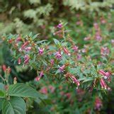 Cuphea Starfire Pink Cuphea X Ignea Starfire Pink Plant Lust