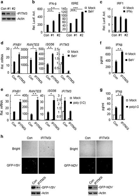 Ifitm3 Inhibits Virus Triggered Induction Of Type I Interferon By