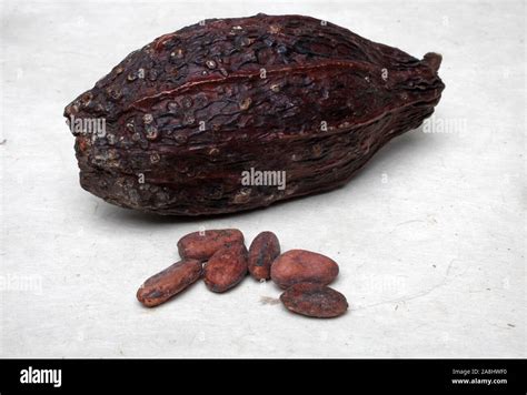 Cocoa Pods And Beans Stock Photo Alamy