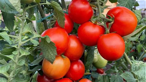 Важная ПОДКОРМКА для ТОМАТОВ во время завязывания и формирования Youtube