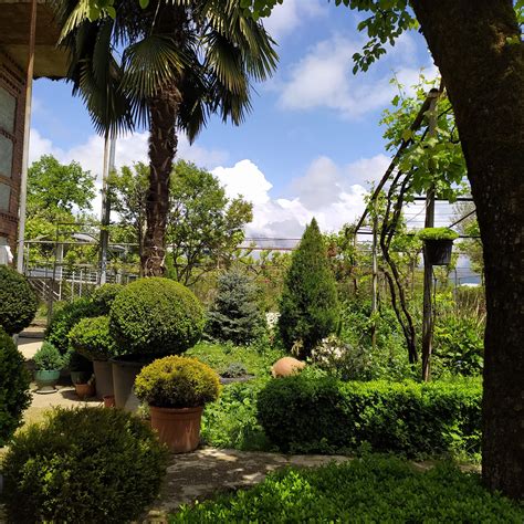 მარადმწვანე და ყვავილოვანი მცენარეები Lagodekhi