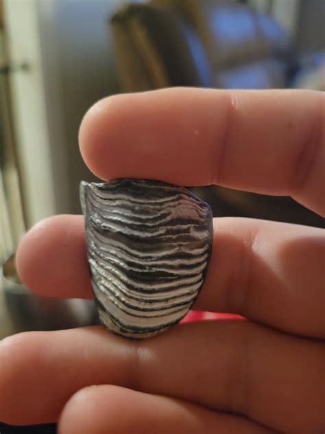 Need Help Identifying This R Fossils