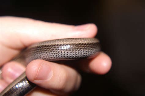 Sexing A Slow Worm Reptiles And Amphibians Of The UK Forum Page