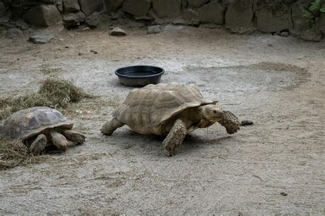 Guía Completa Comederos Para Tortugas Terrestres 2026 Wautuku