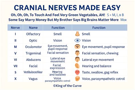 Cranial Nerve Mnemonic Diagram