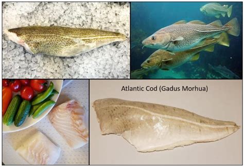 Marvelous Info About How To Clean Cod Fish Welfareburn