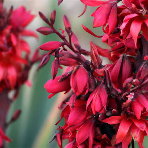 How To Plant Red Yucca Allotinabox