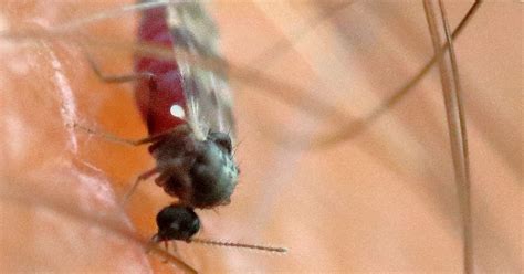 Scottish Midge Warning As Maximum Level Five Alert Issued For Parts