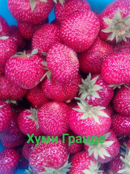Укорененные усики клубники Хуми Гранде. цена 50=00, заречье, писать в ...
