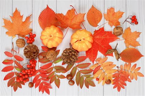 단풍잎 솔방울 견과류 호박 마가목 열매 정물 추수감사절 개념 계절 배경 배너 또는 화면 보호기가 있는 가을 추상 구성 가을에 대한 스톡 사진 및 기타 이미지 Istock
