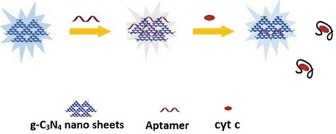 Schematic Illustration Of Aptasensor For The Fluorescence Turn On Download Scientific Diagram