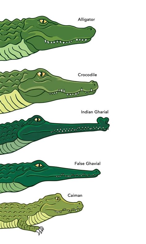 Pin By Marcel Cerri On Green Vibrations Types Of Crocodiles Crocodiles Crocodile Illustration