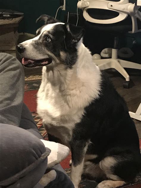 Naughty Old Man Does Naughty Old Man Things Rbordercollie
