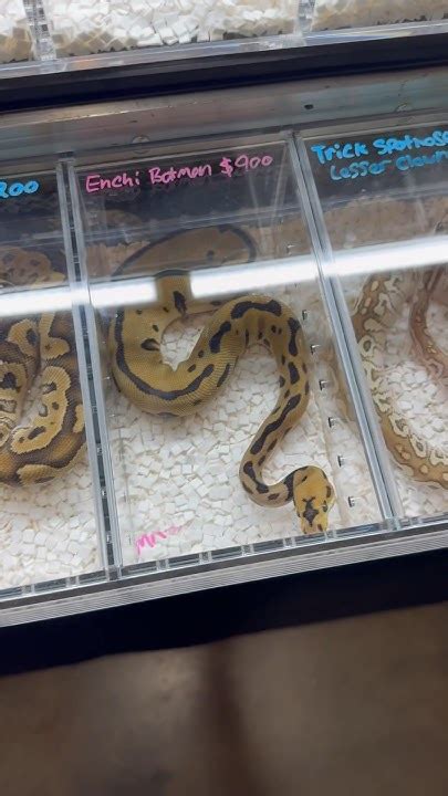 🦇 Batman Python 🐍 Youtube