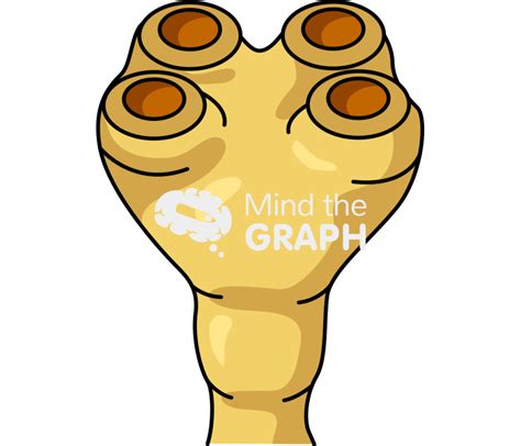 Taenia Saginata Head