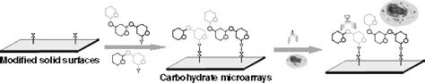 Fabrication Of Carbohydrate Microarrays And Their Applications For