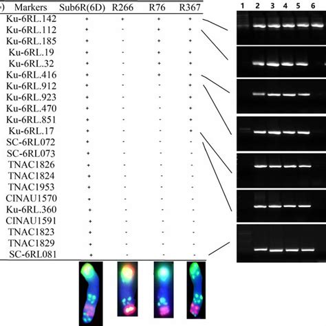 Oligo Probes For Chromosome Identification In Nd Fish Download
