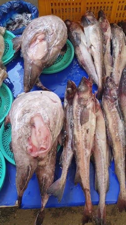 오늘의 식재료 Youtube