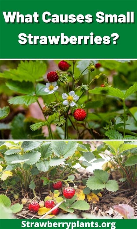 Why Are My Strawberries Small Causes And Prevention