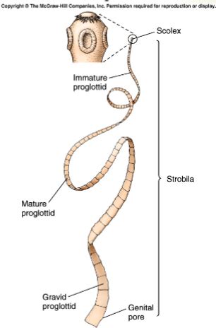 Tapeworm Diagram Strobila