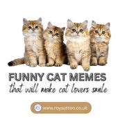 Funny Cat Work Memes