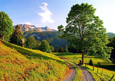 Green Summer Wallpapers Wallpaper Cave